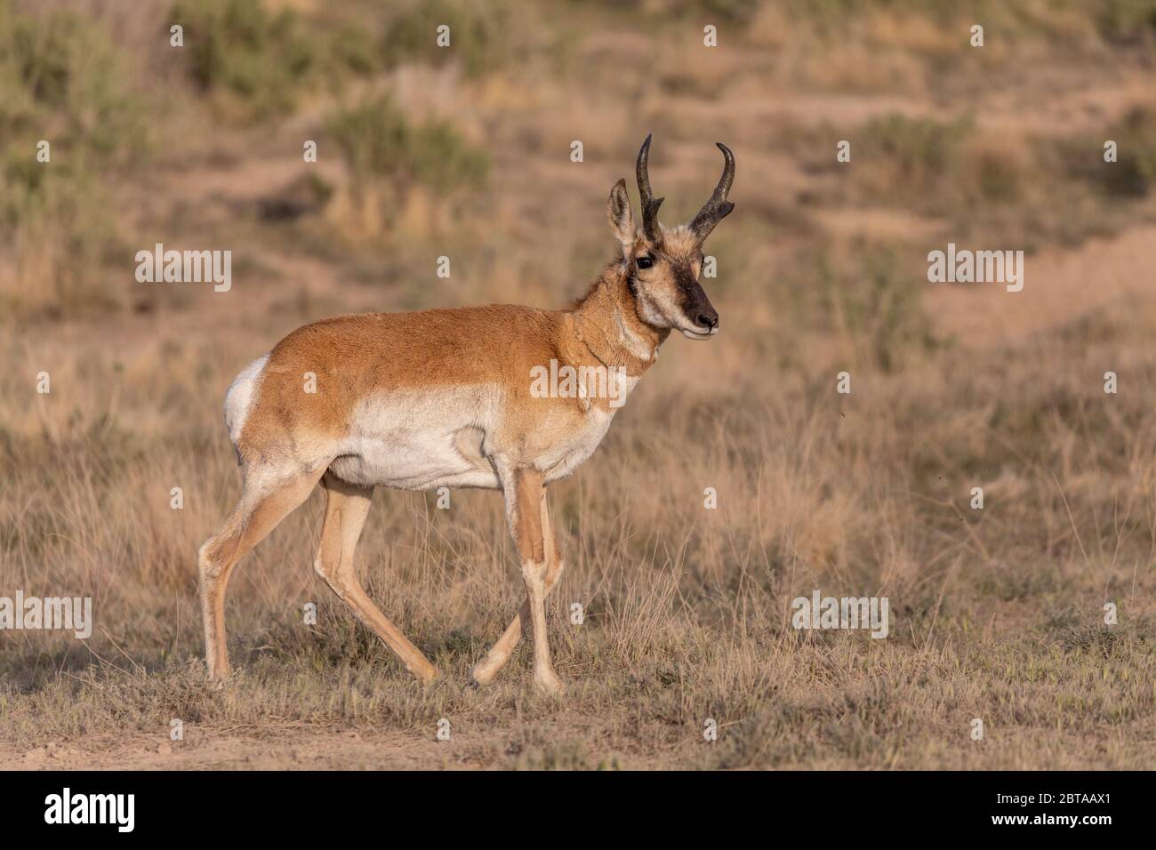 Pronghorn Antelope Buck Stock Photo - Alamy