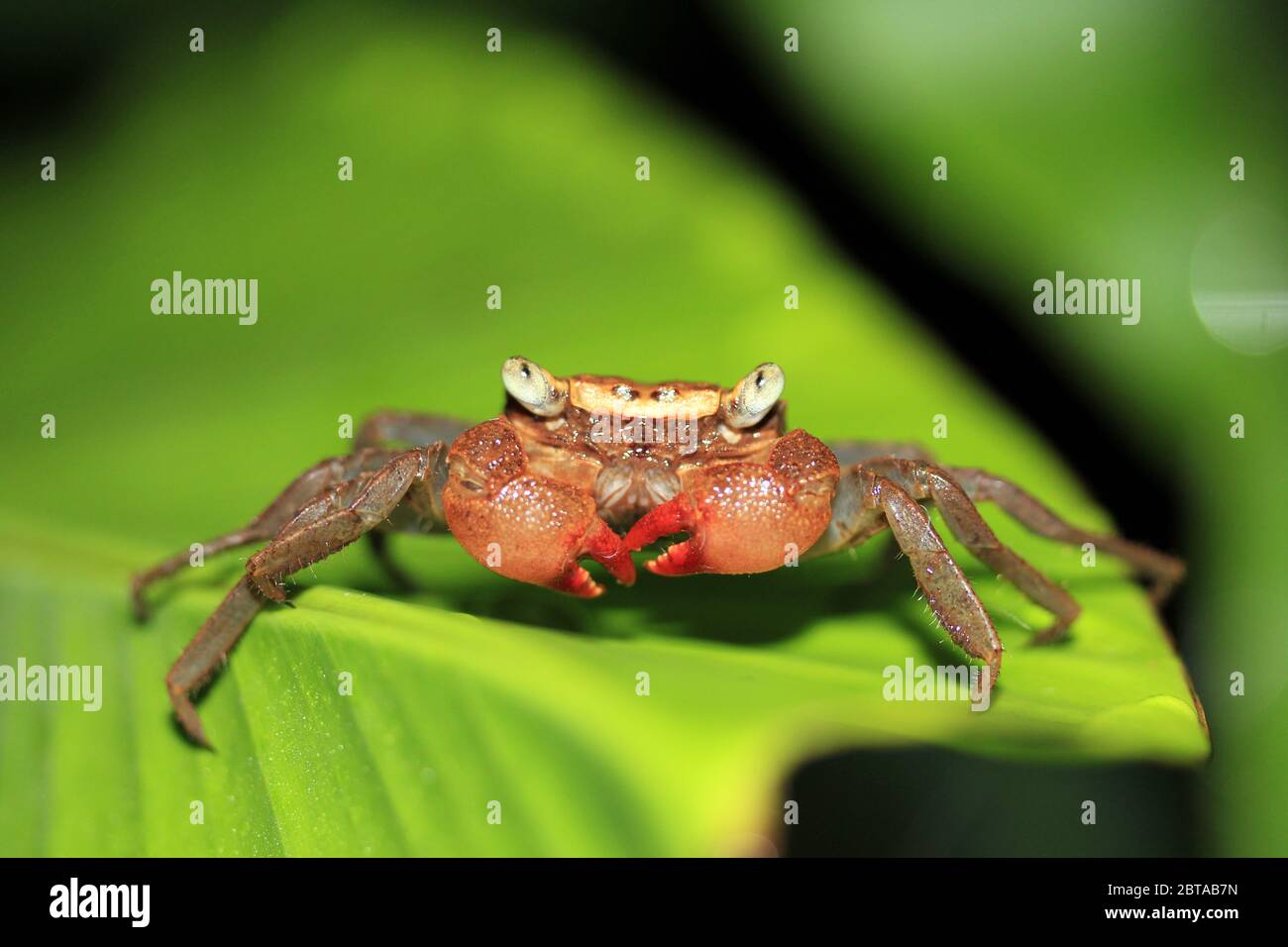 Close-up of a Rainforest Canopy Crab (aka Tree-climbing Crab) Species ...