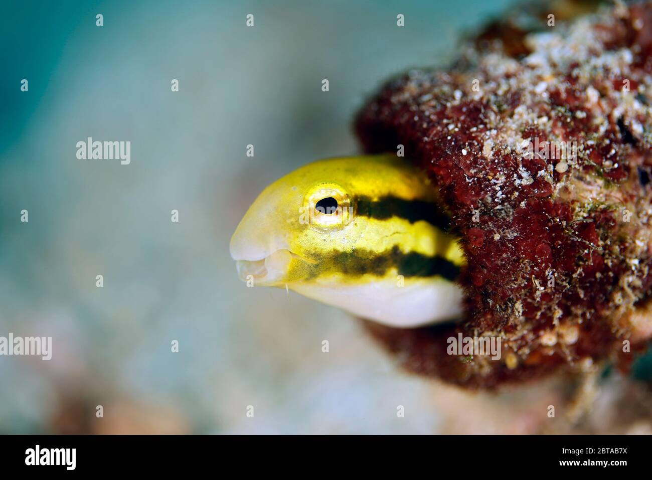 Striped Poison-fang Blenny Mimic (Petroscirtes breviceps, aka Shorthead ...