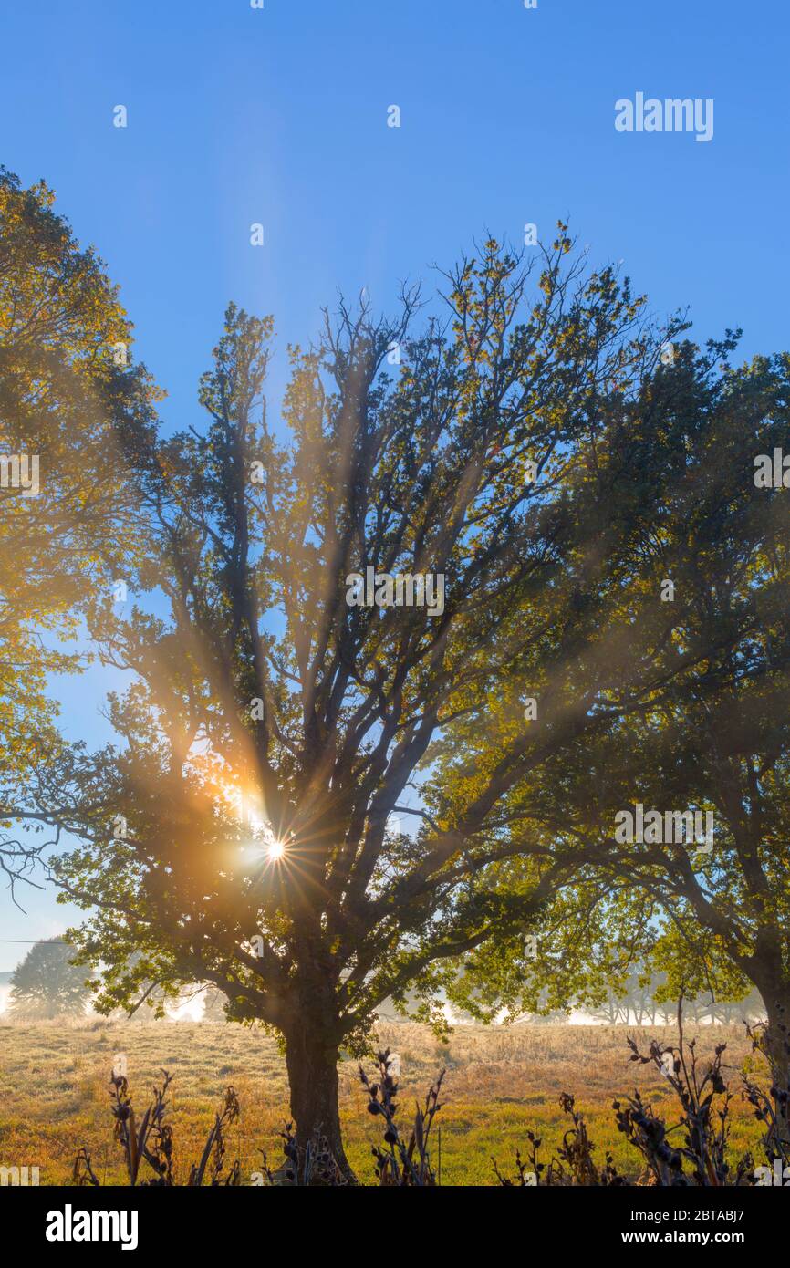 Sun rays through the tree at sunrise Stock Photo - Alamy