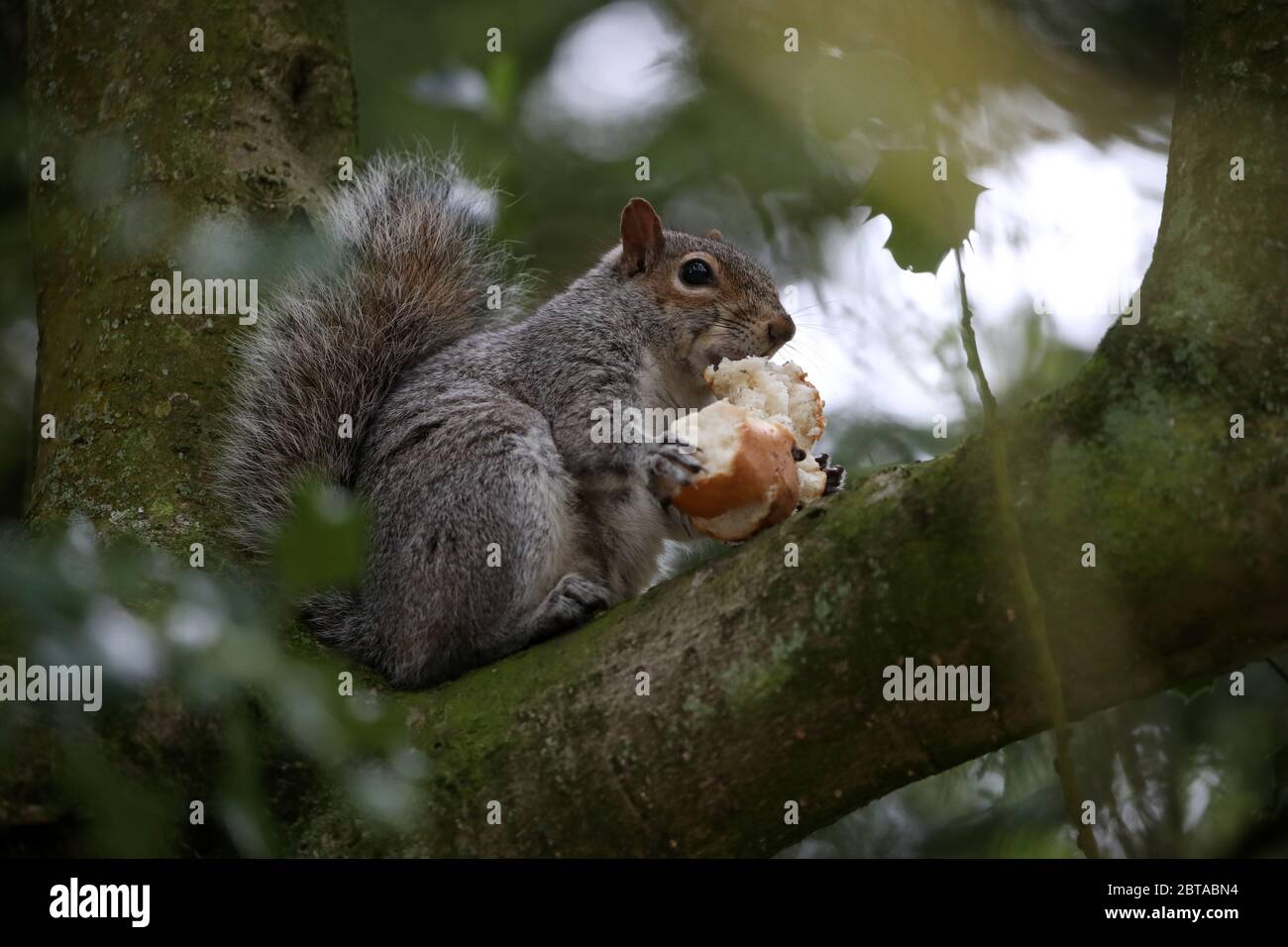 A grey squirrel eating bread in Callendar Park in Falkirk Stock Photo ...