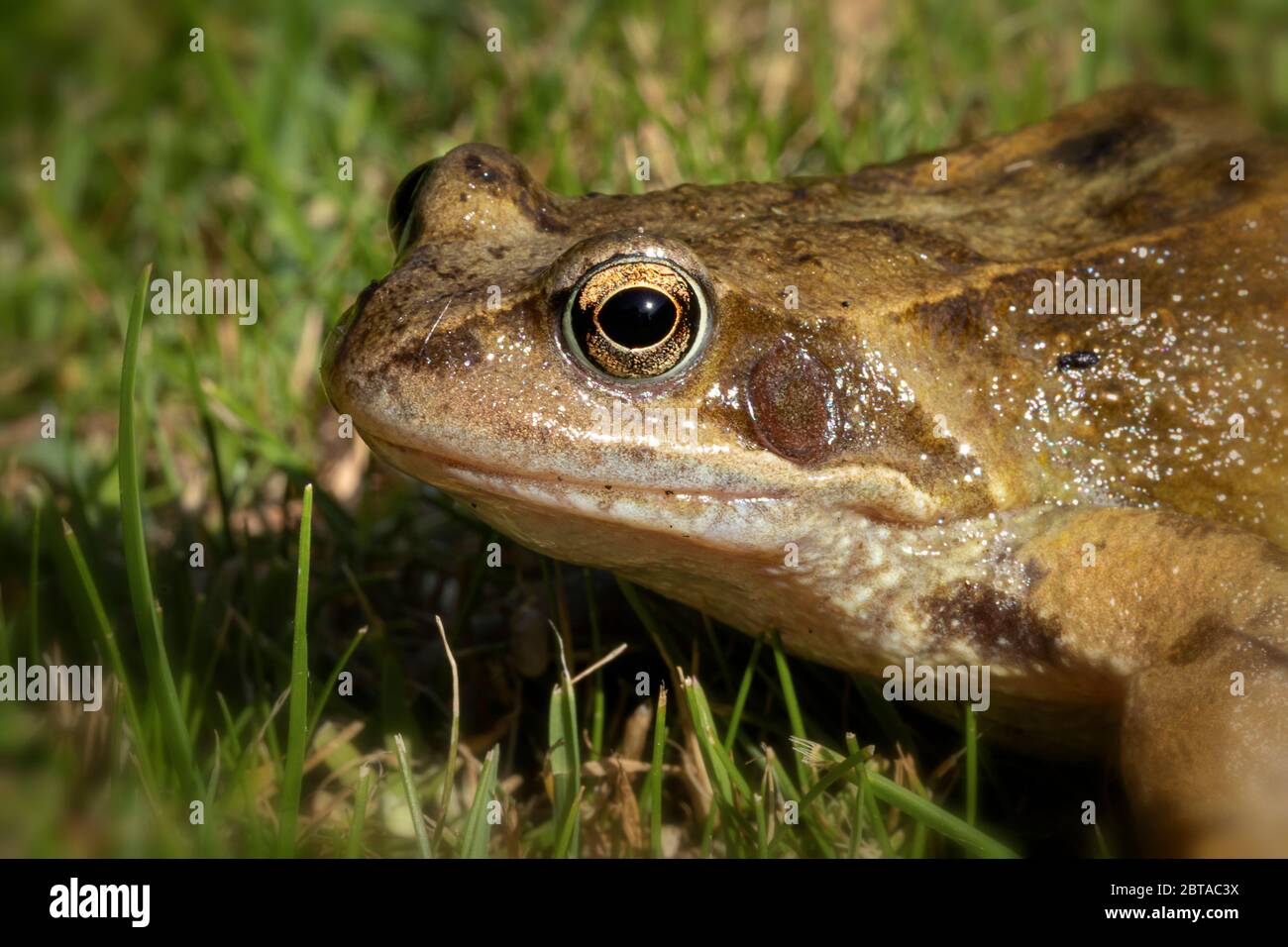 Common Frog (Rana temporaria Stock Photo - Alamy