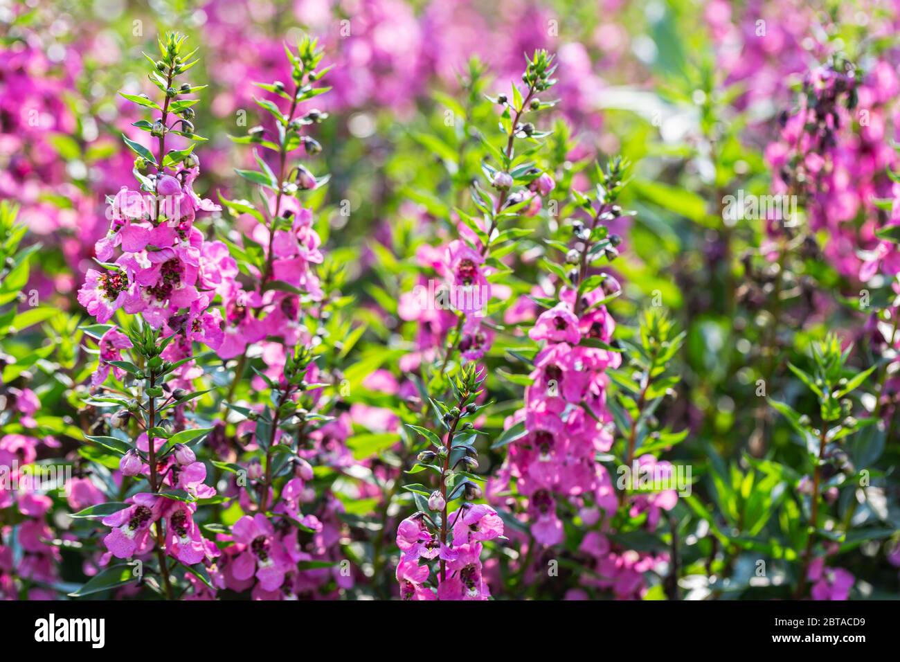 Angelonia serena purple hi-res stock photography and images - Alamy