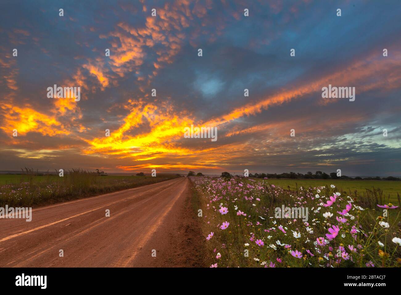 Colors of sunset and cosmos flowers Stock Photo - Alamy