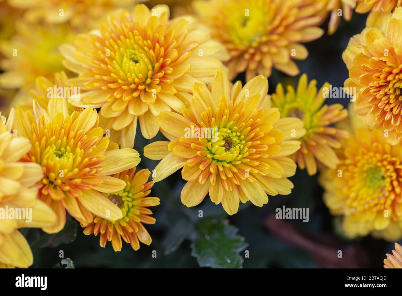 Chrysanthemums flower in botanical garden at sunny summer or spring day ...
