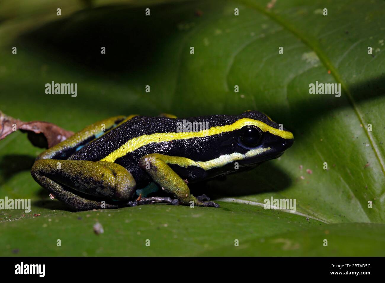 Three-striped Poison Dart Frog (Ameerega trivittata) on a Leaf ...