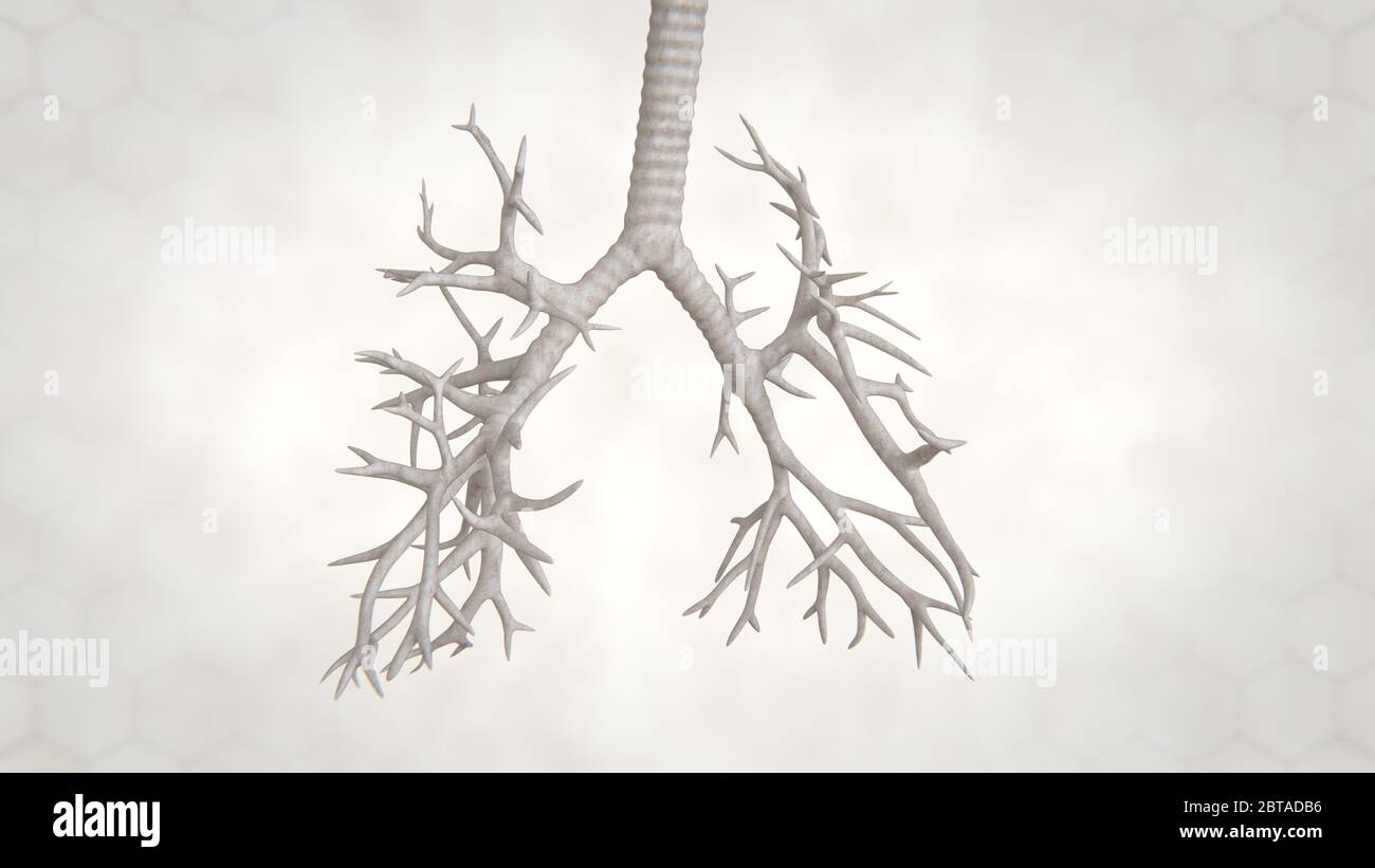 3d illustration of human lung structure.pneumonia.tuberculosis Stock ...