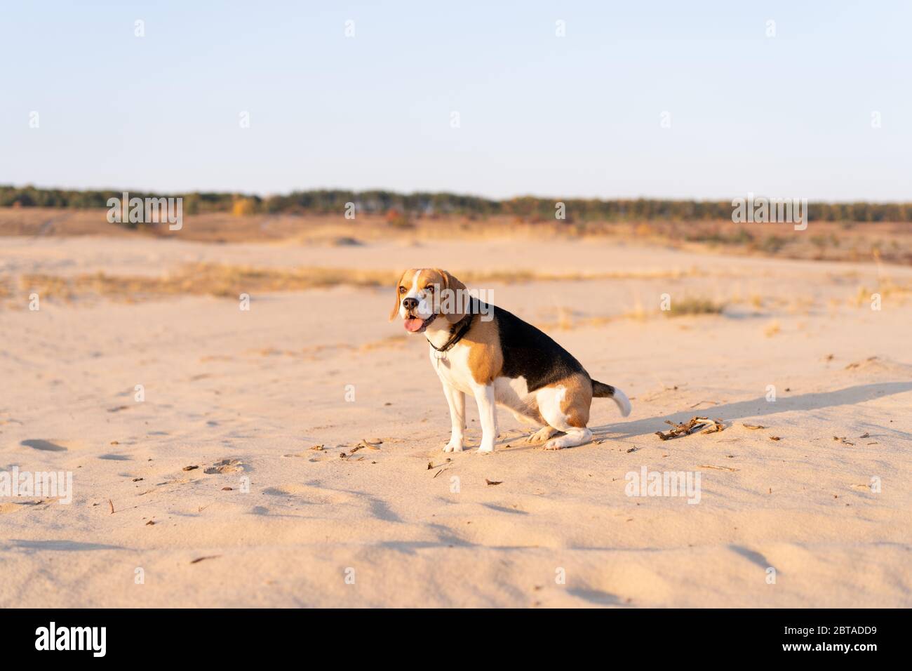 A young fat beagle walks along a sandy beach. A thoroughbred dog on the ...