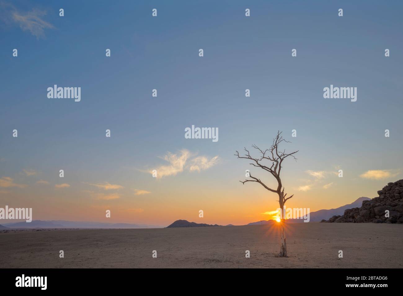 Dry camelthorn tree at sunrise Stock Photo - Alamy
