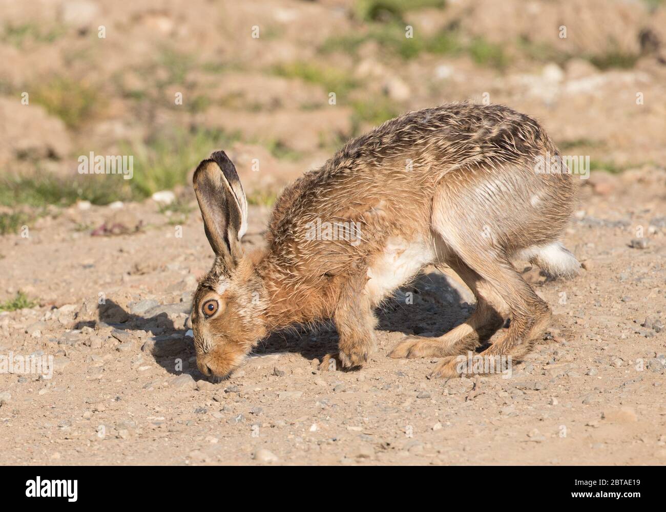 Brown hare, How Hill, Watergate Road, near Fountains Abbey, North ...
