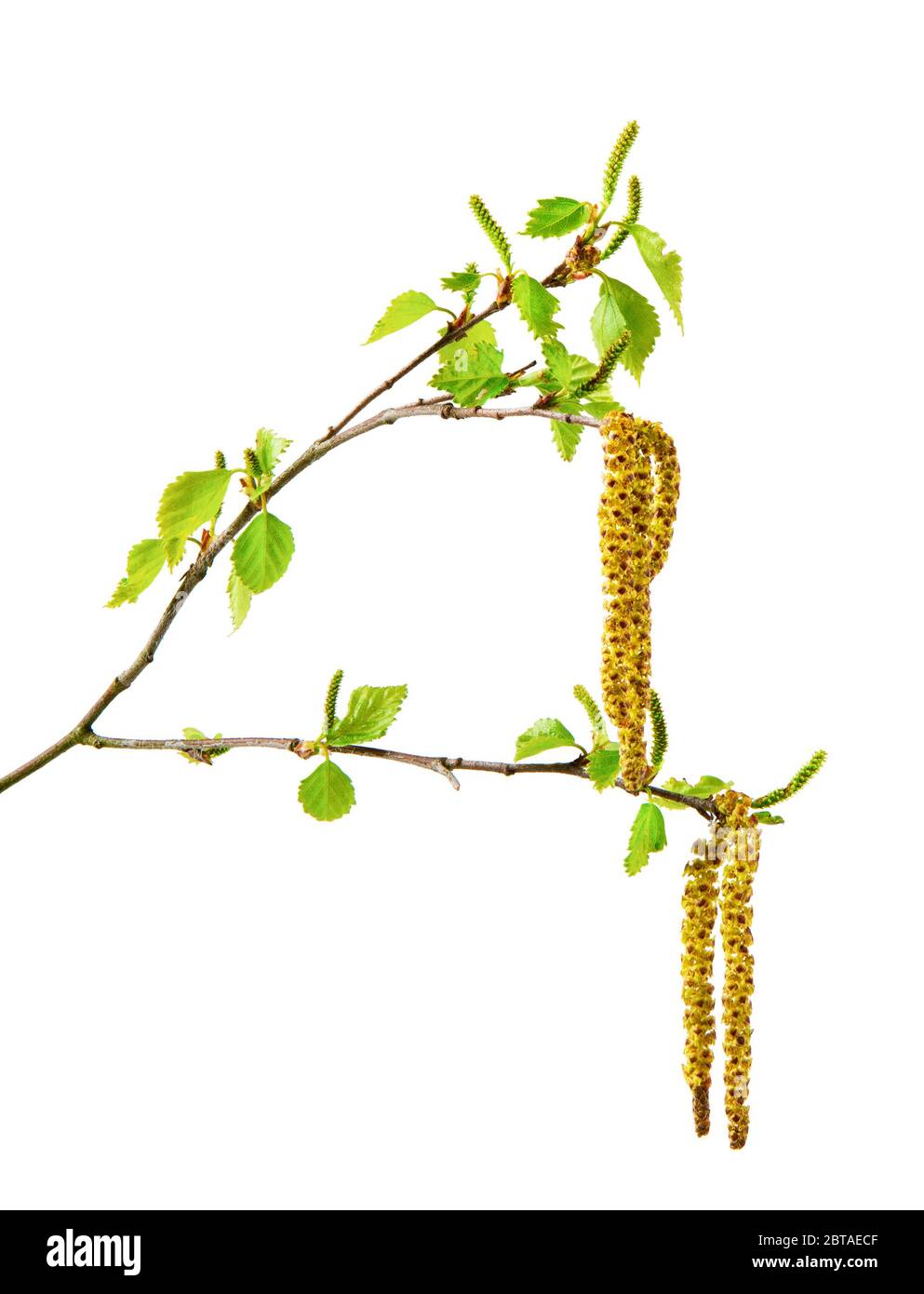Birch twigs with catkins isolated on a white background. Young spring ...