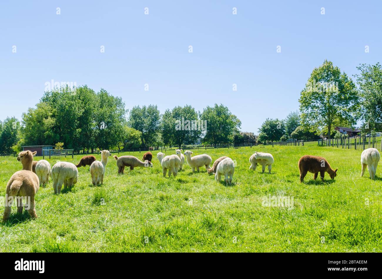 Alpacas in a farm of New Zealand Stock Photo - Alamy