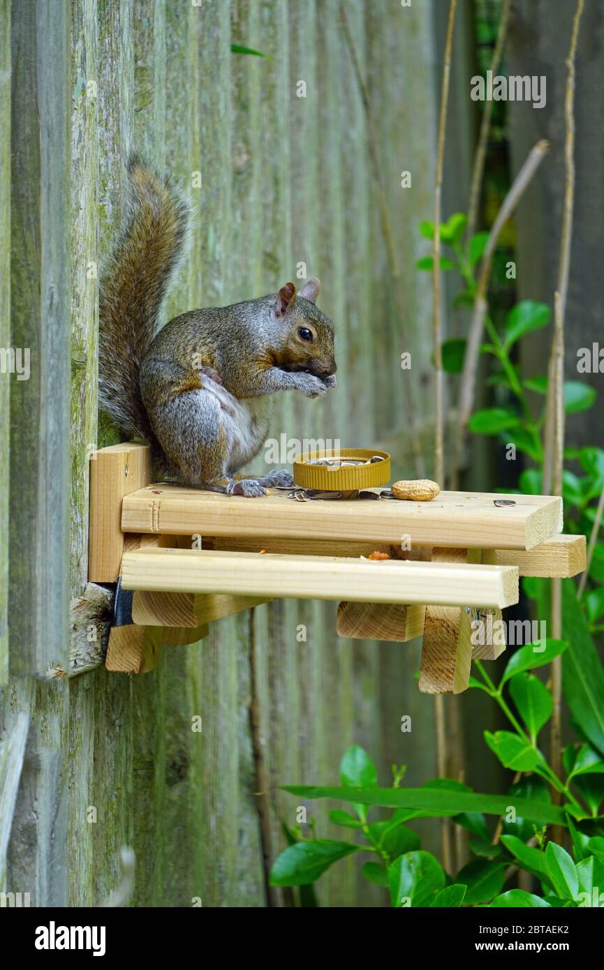 A gray squirrel eating at a backyard wooden picnic table for squirrels ...