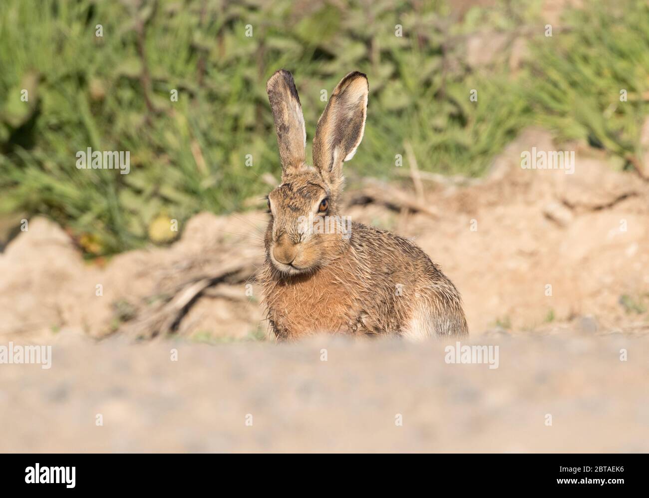 Brown hare, How Hill, Watergate Road, near Fountains Abbey, North ...