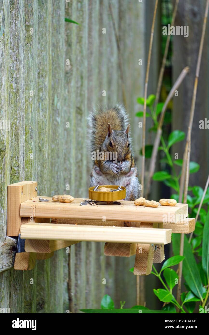 A gray squirrel eating at a backyard wooden picnic table for squirrels ...