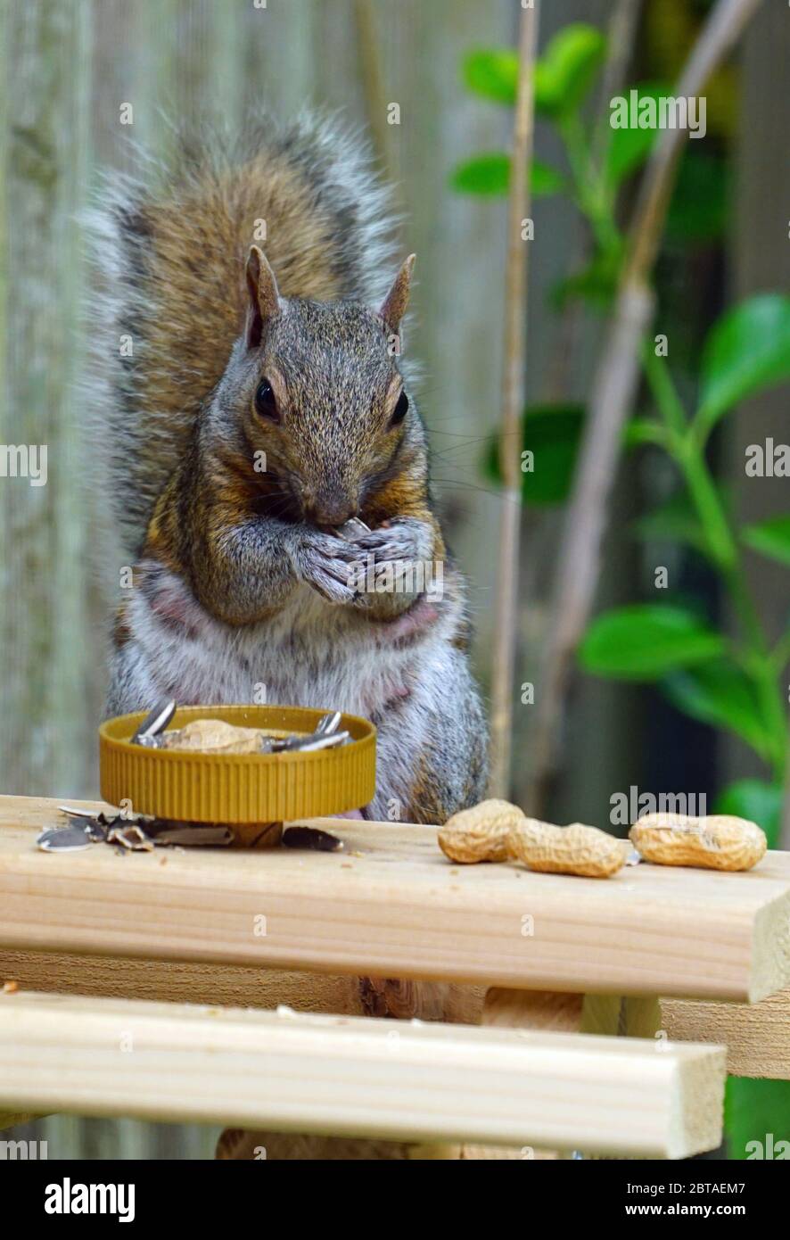 A gray squirrel eating at a backyard wooden picnic table for squirrels ...
