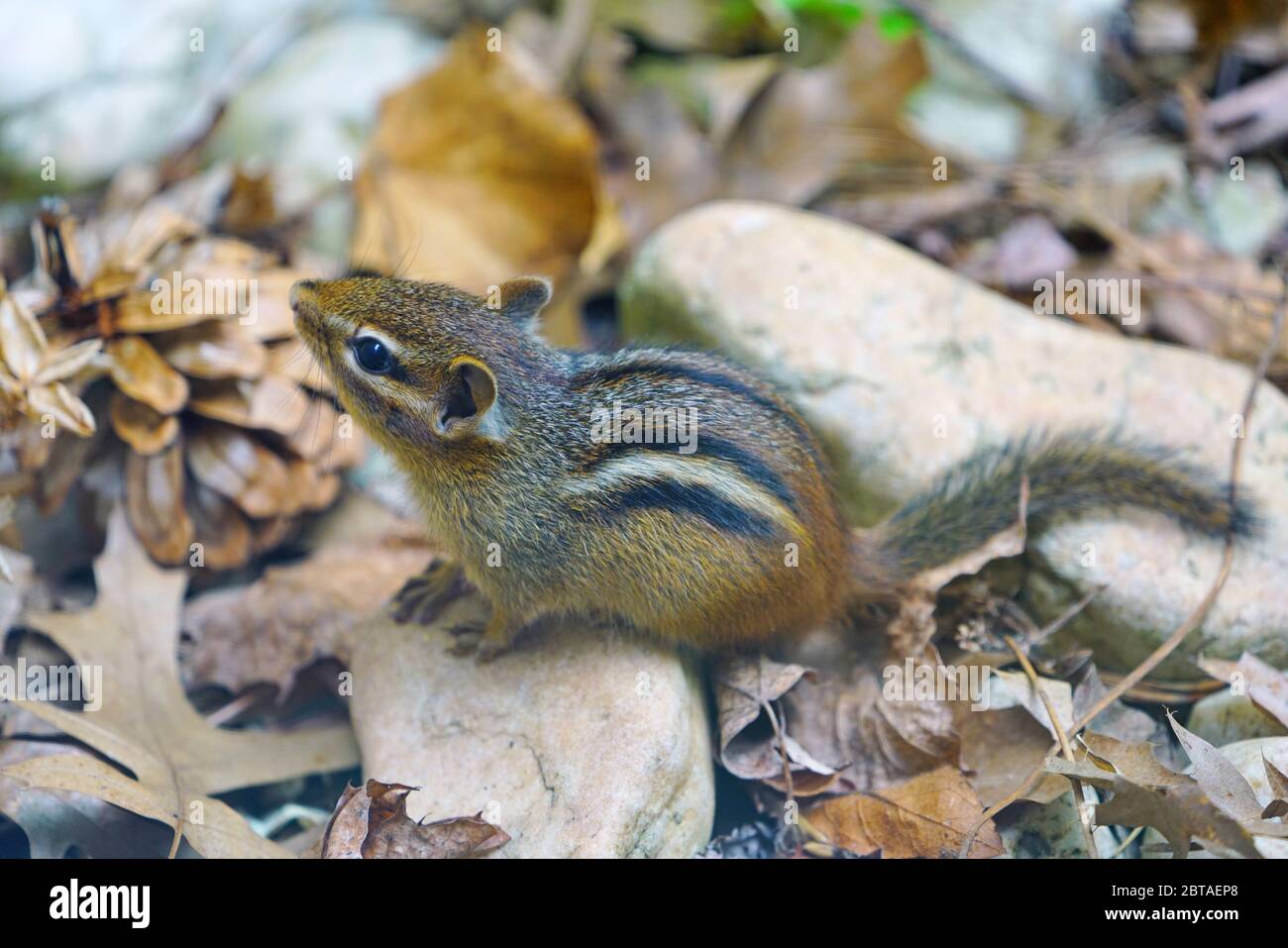 A tiny chipmunk with stripes on rocks and leaves Stock Photo - Alamy