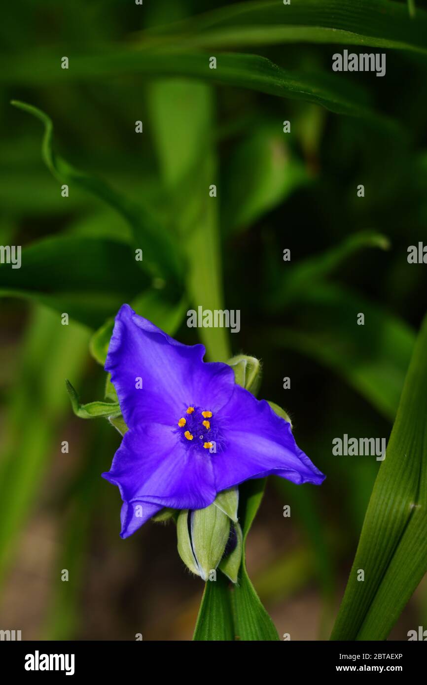 Purple blue spiderwort tradescantia flowers (trillium Stock Photo - Alamy