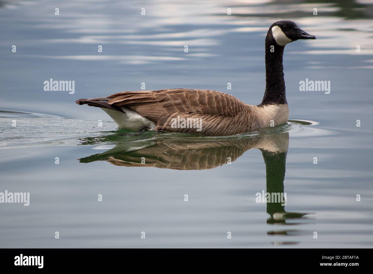 Migration goose hi-res stock photography and images - Alamy