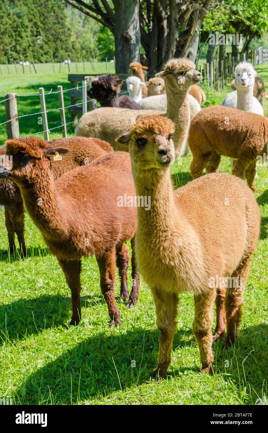 Alpaca in black background hi-res stock photography and images - Alamy