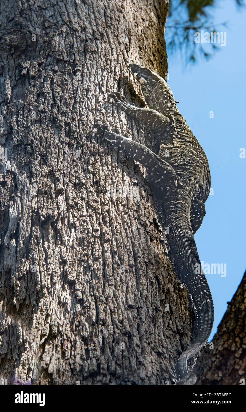 Large seven foot goanna in tree Kangaroo Valley Southern Highlands NSW ...