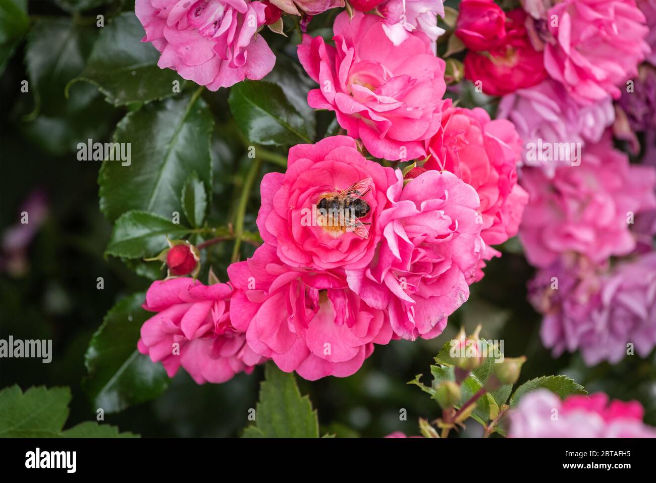 Outdoor color flower top view macro photo of a young wide open blooming ...