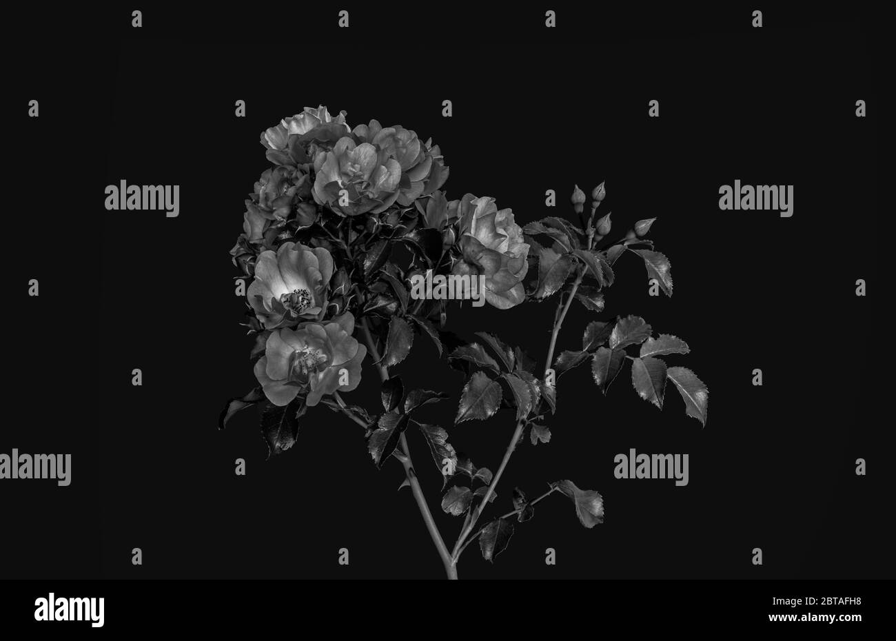 vintage monochrome low key rose branch,stem,leaves, black background ...