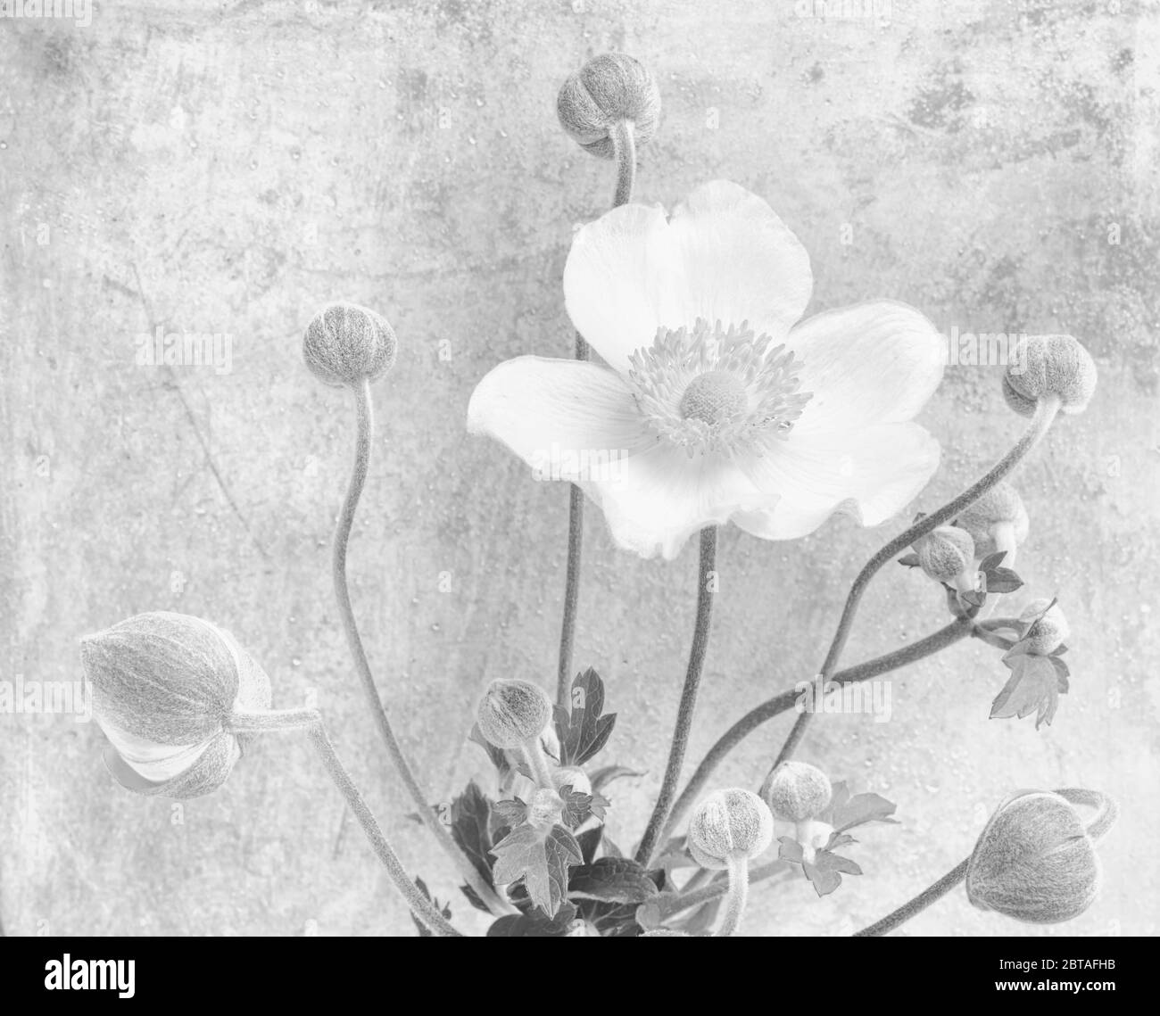 High contrast still life hi-res stock photography and images - Alamy