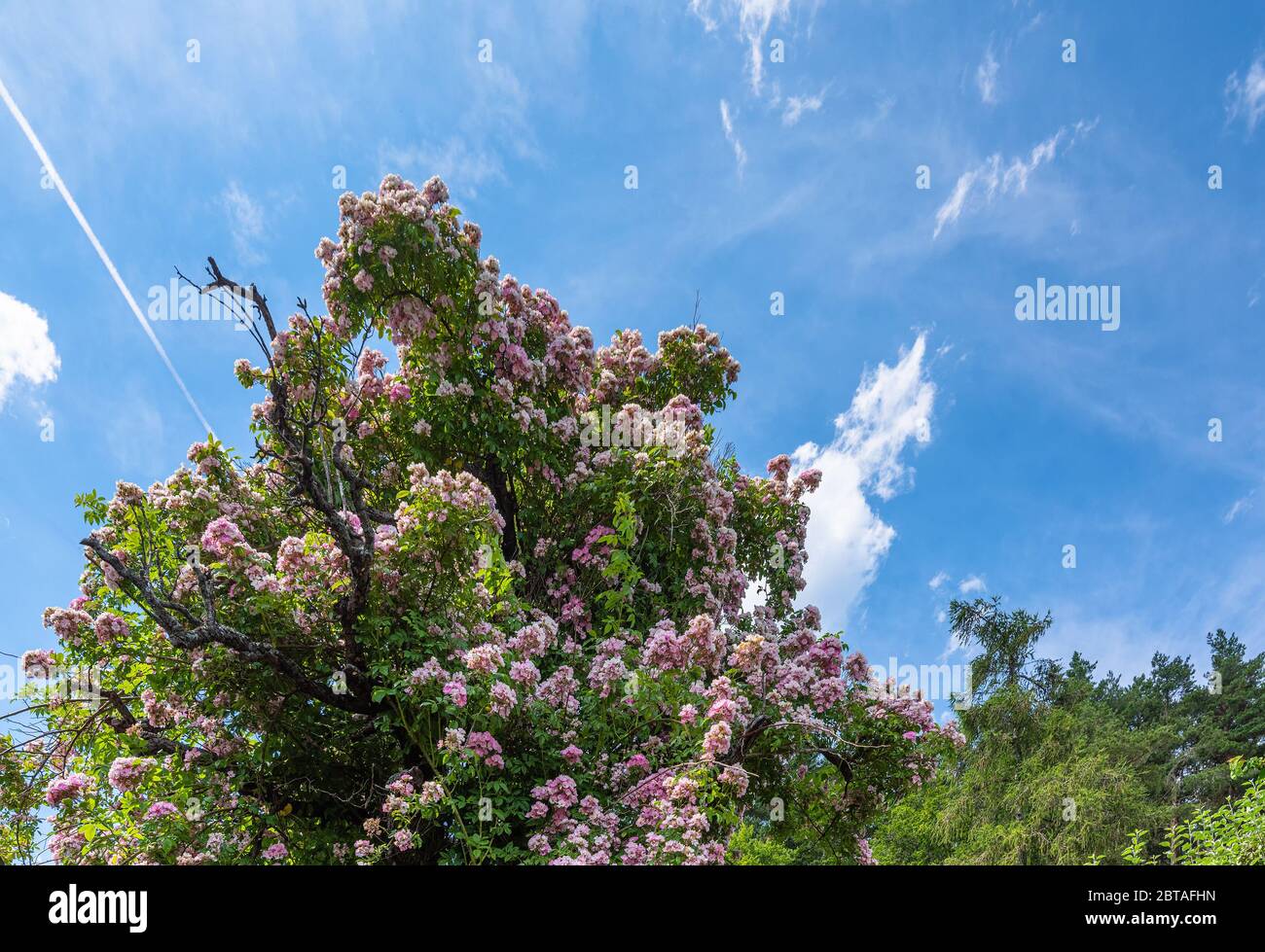 Huge pink rambler/climbing rose on a tree under blue sunny sky with ...