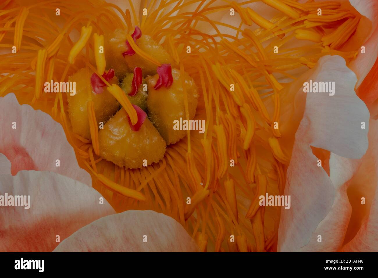 orange pink white yellow peony blossom heart fine art still life macro ...