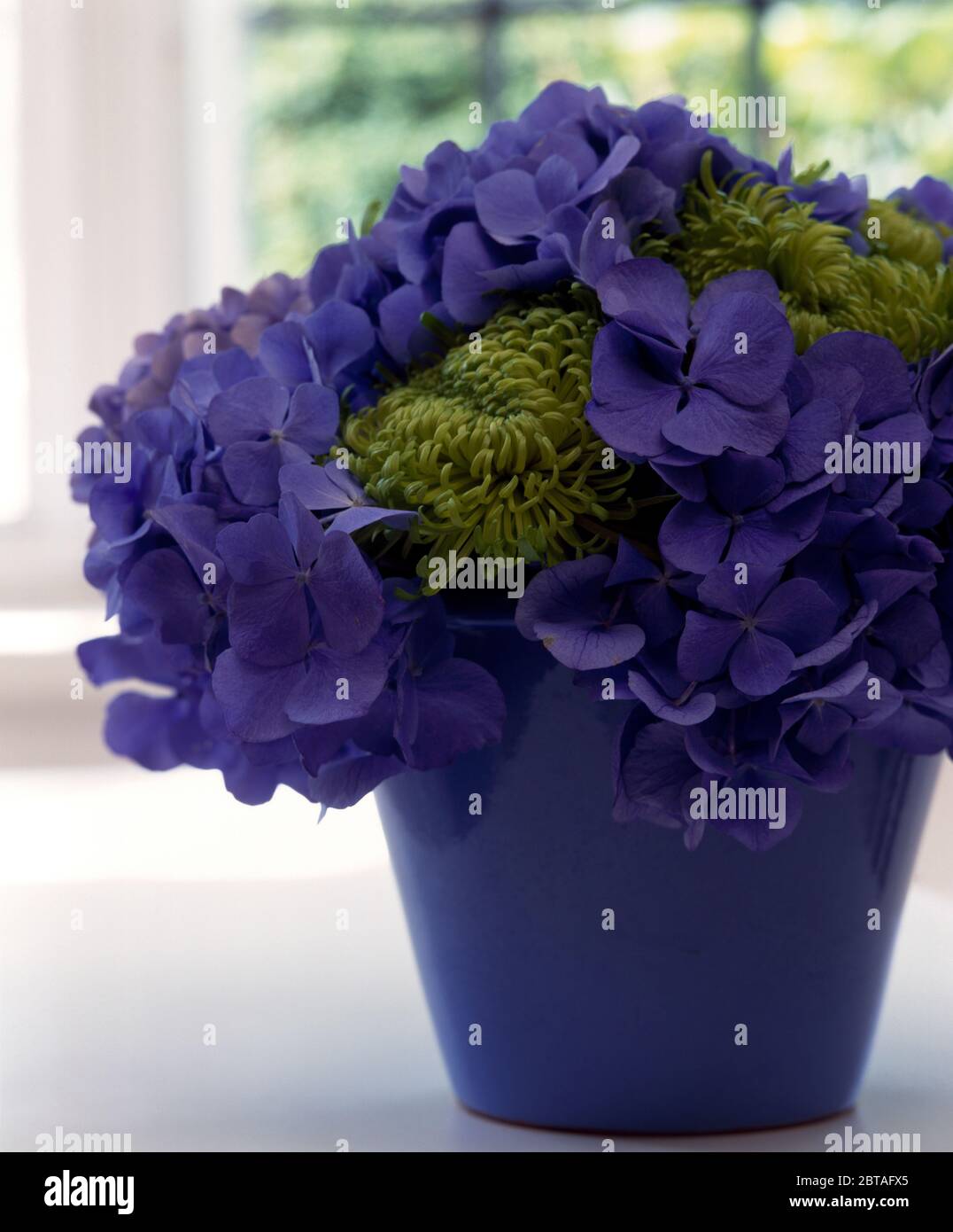 Still-Life of blue hydrangeas and lime-green chrysanthemums Stock Photo ...