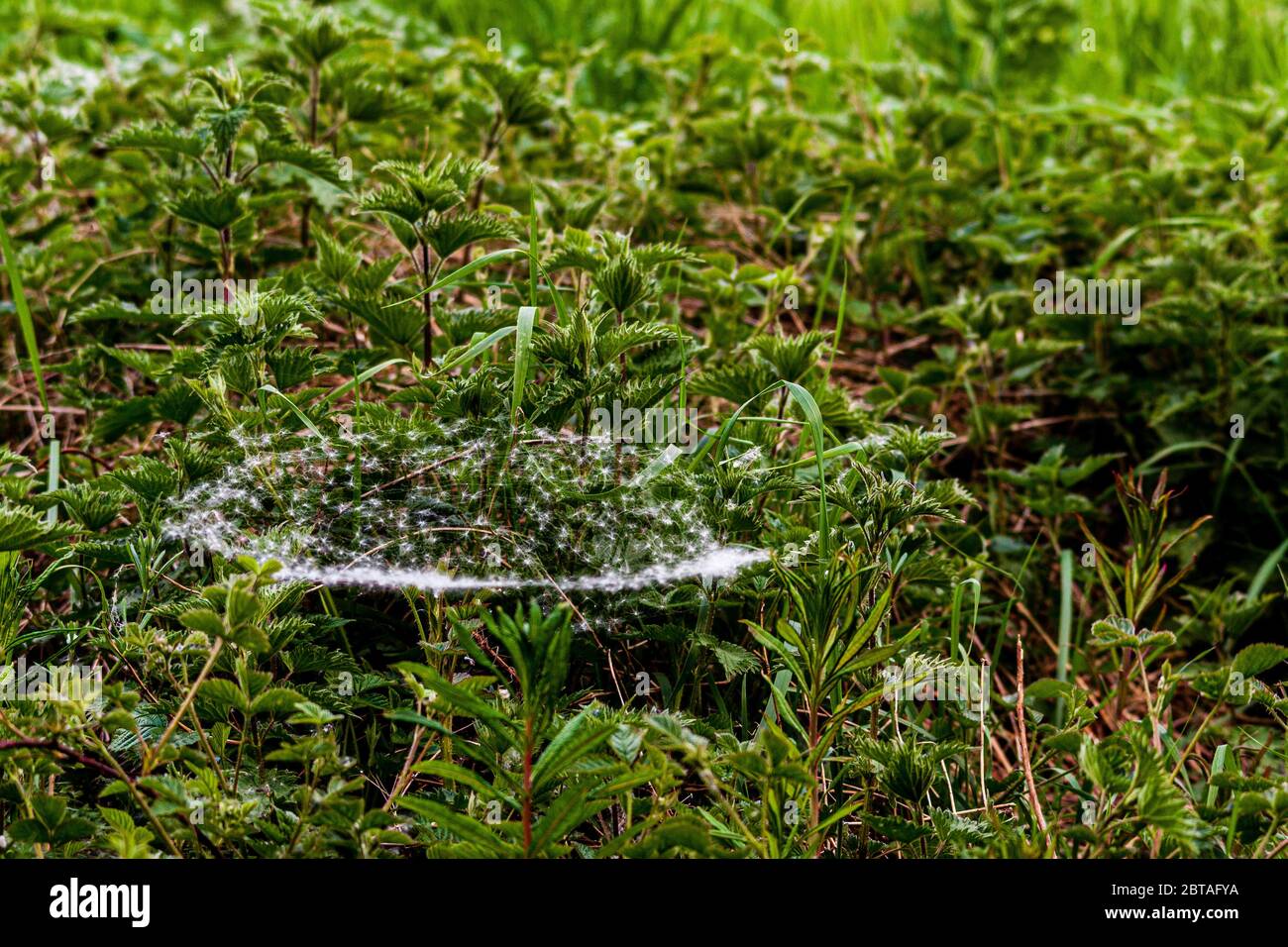 Spiders web in a bed of nettles, with dandelion clocks stuck in the web ...