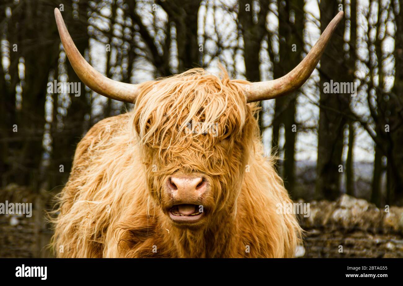 Highland cow in a field on a winters day Stock Photo - Alamy