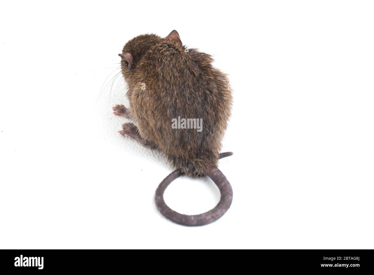 Brown Rat Rattus rattus isolated on white background Stock Photo - Alamy