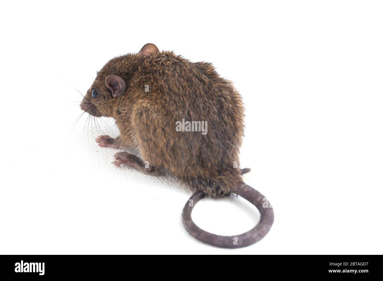 Brown Rat Rattus rattus isolated on white background Stock Photo - Alamy