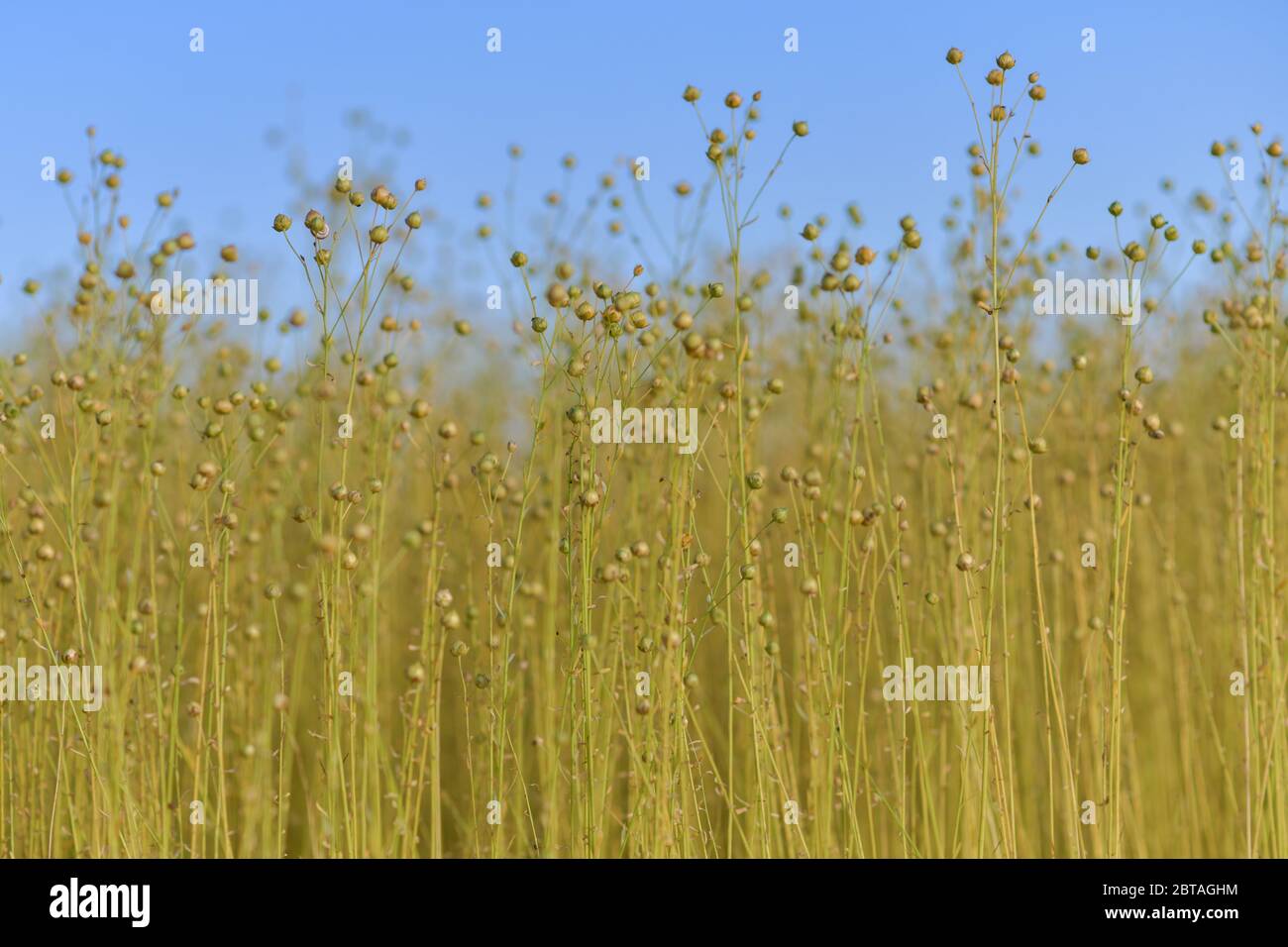 Dry flax on a field in Normandy France Stock Photo - Alamy