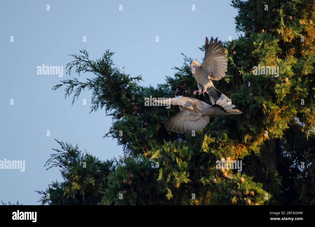 Collared doves hi-res stock photography and images - Alamy