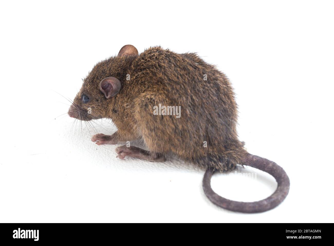 Brown Rat Rattus rattus isolated on white background Stock Photo - Alamy