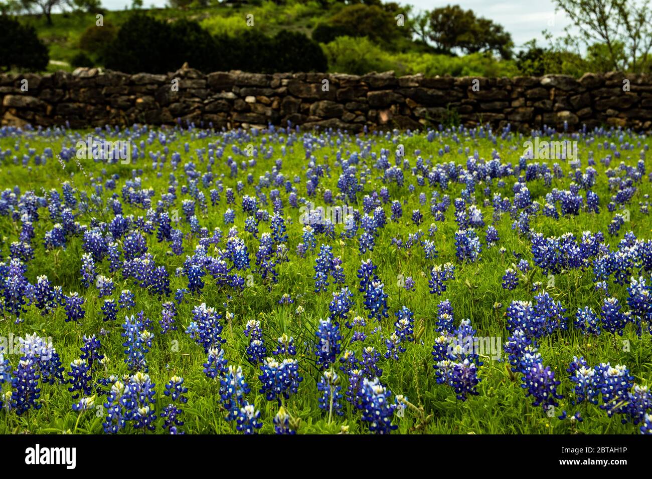 Texas Hill Country Bluebonnets High Resolution Stock Photography and ...