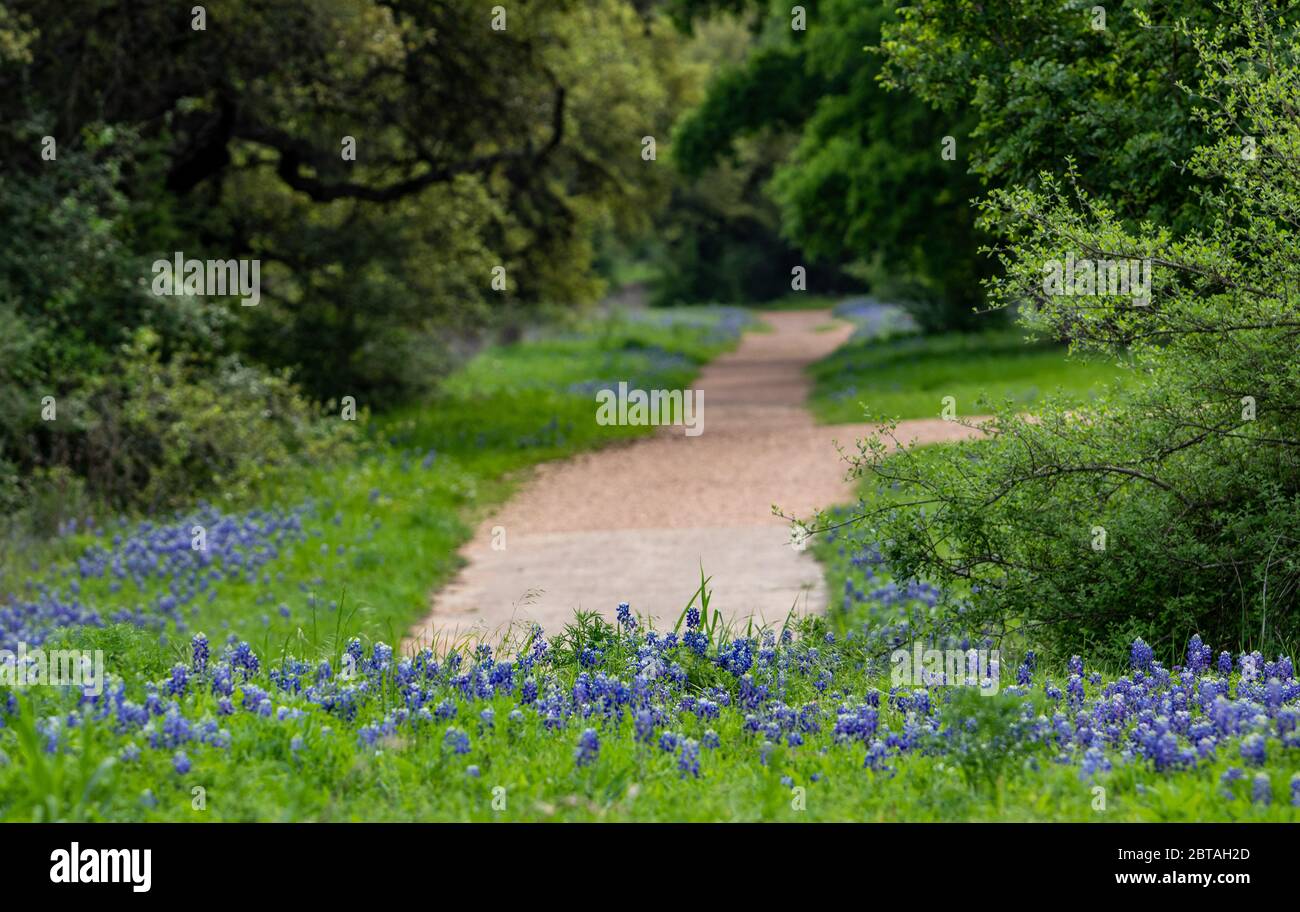 Scenic Bluebonnet Trail Stock Photo - Alamy