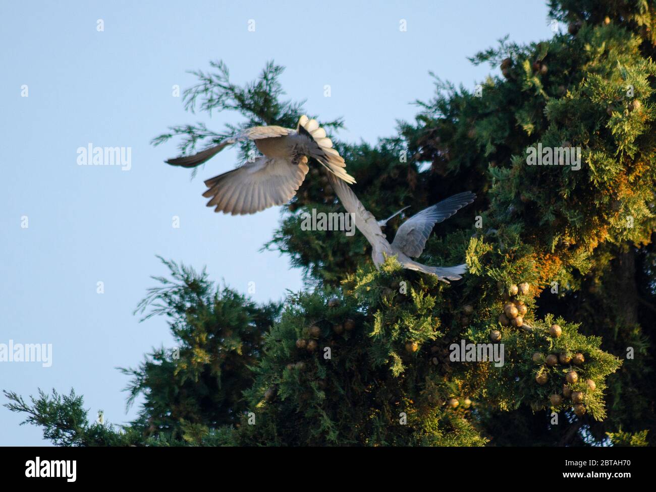 A pair of Collared Doves ( Streptopelia decaocto ) fighting in mid-air ...