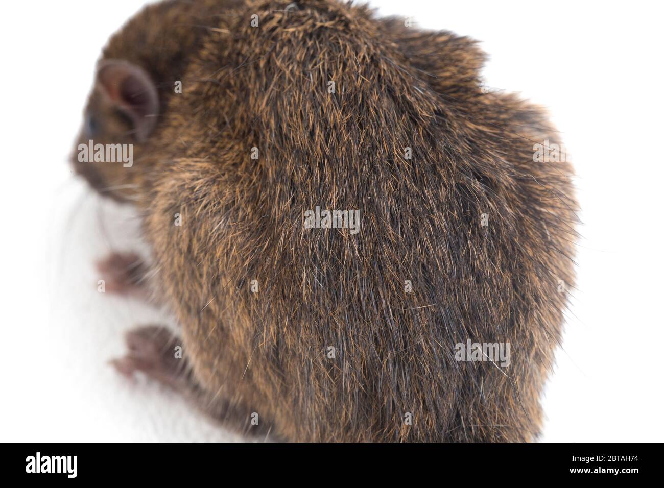 Brown Rat Rattus rattus isolated on white background Stock Photo - Alamy