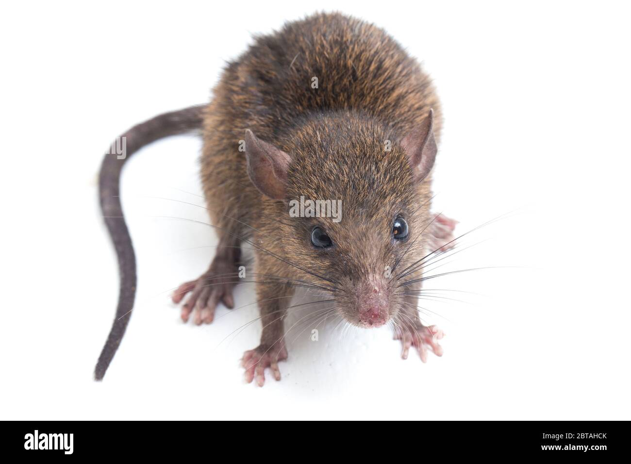 Brown Rat Rattus rattus isolated on white background Stock Photo - Alamy