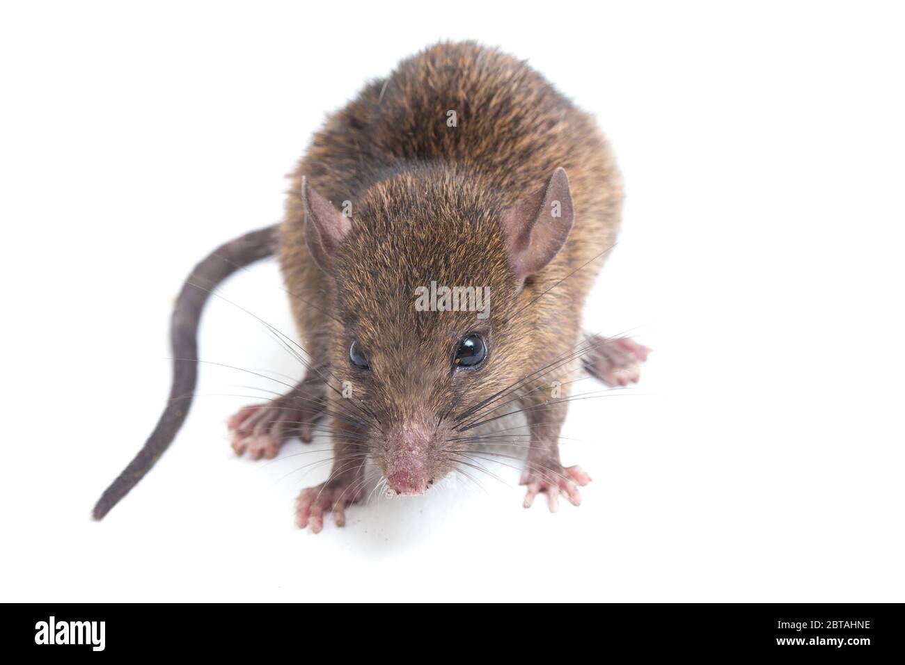 Brown Rat Rattus rattus isolated on white background Stock Photo - Alamy