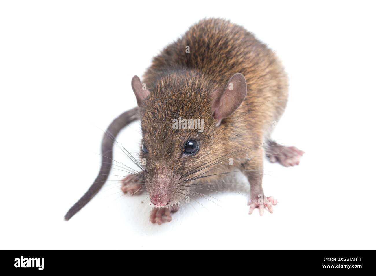 Brown Rat Rattus rattus isolated on white background Stock Photo - Alamy