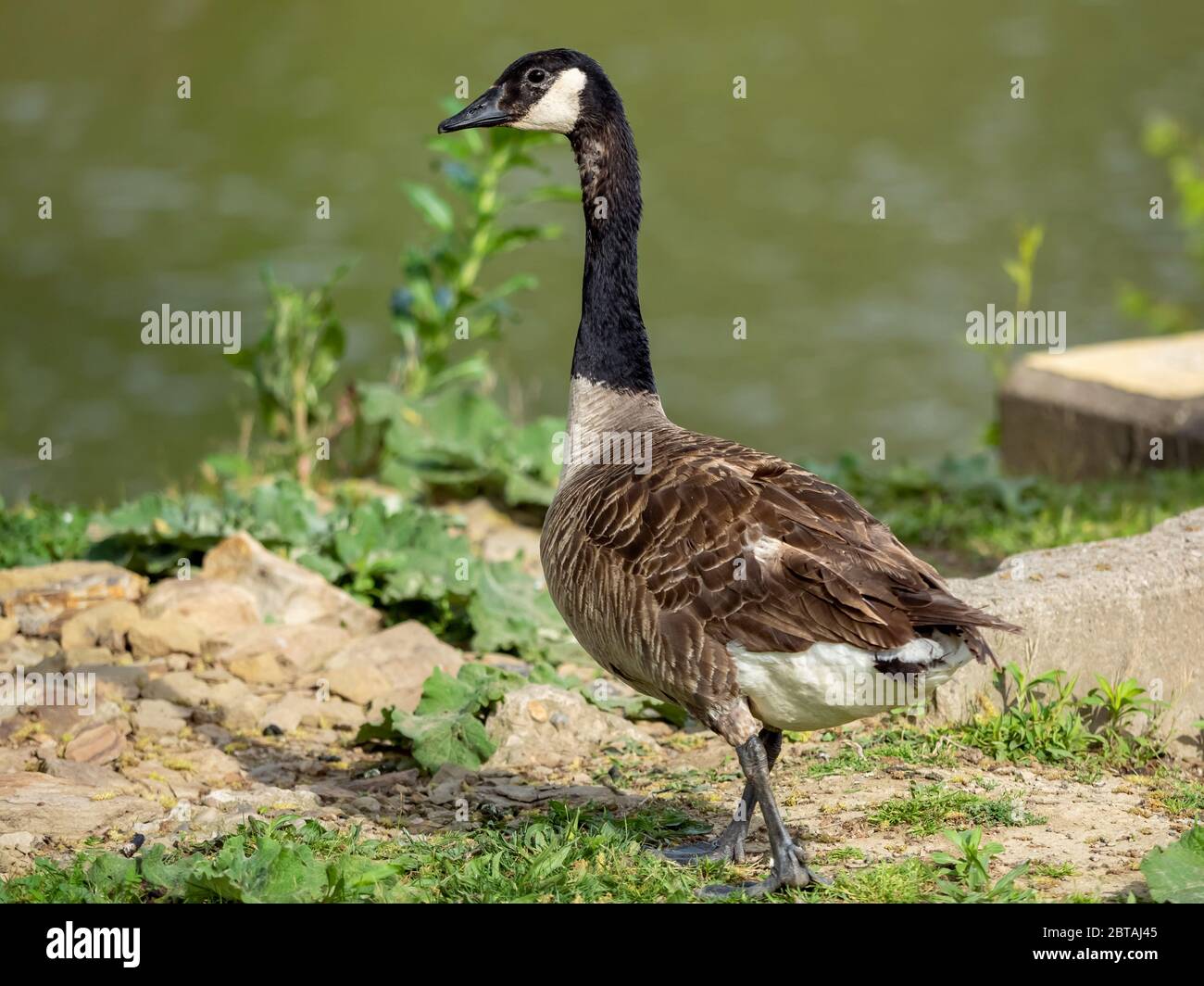 Pennsylvania wildlife hi-res stock photography and images - Alamy