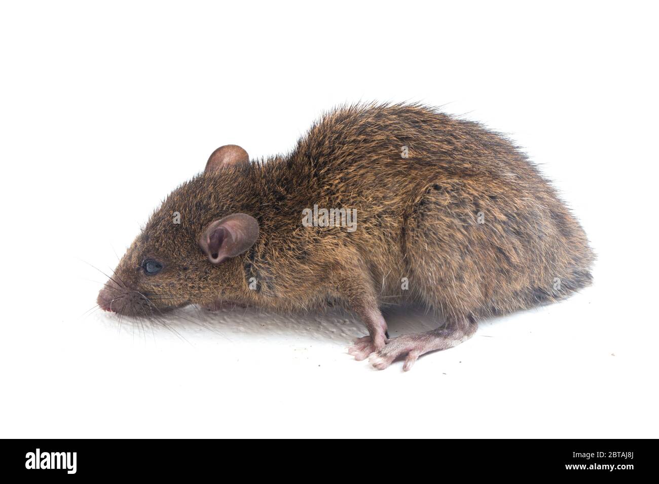 Brown Rat Rattus rattus isolated on white background Stock Photo - Alamy