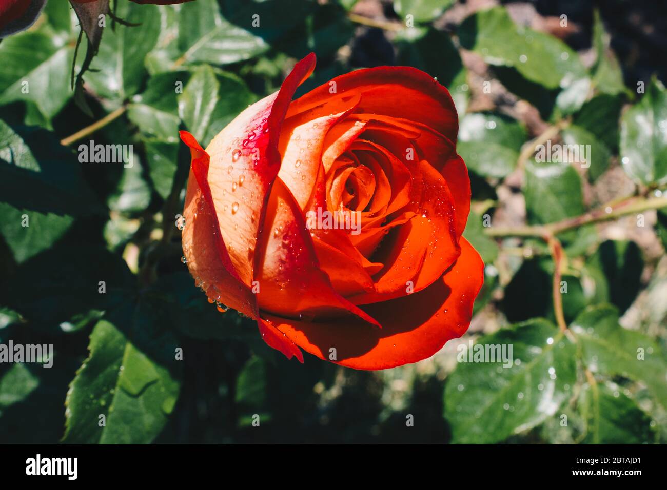 Blooming beautiful colorful rose in garden nature background Stock ...
