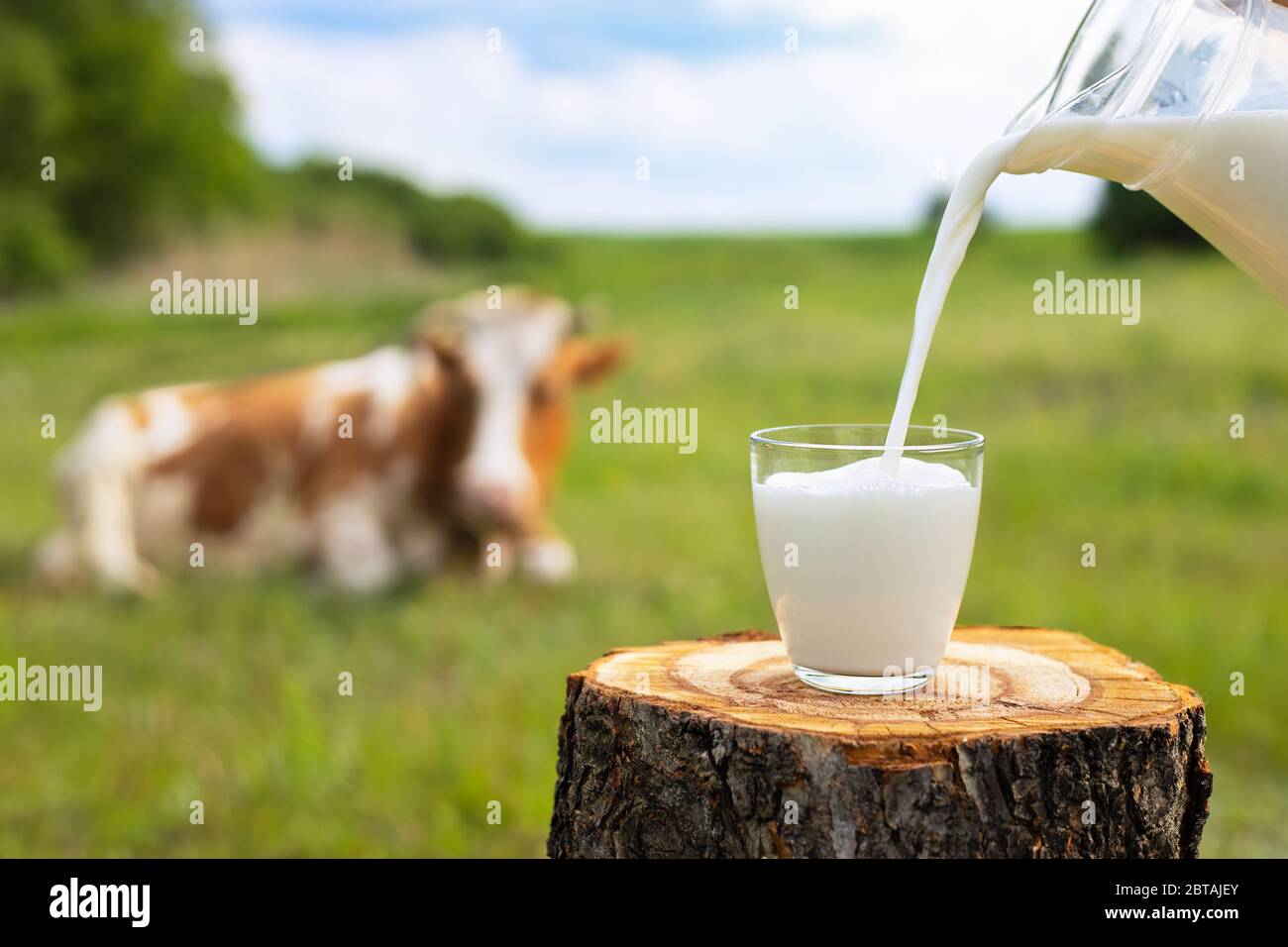 Milk pouring into pitcher hi-res stock photography and images - Alamy