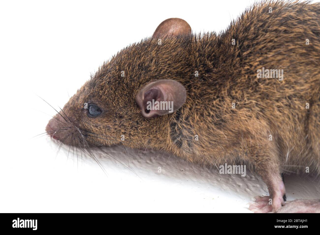 Brown Rat Rattus rattus isolated on white background Stock Photo - Alamy
